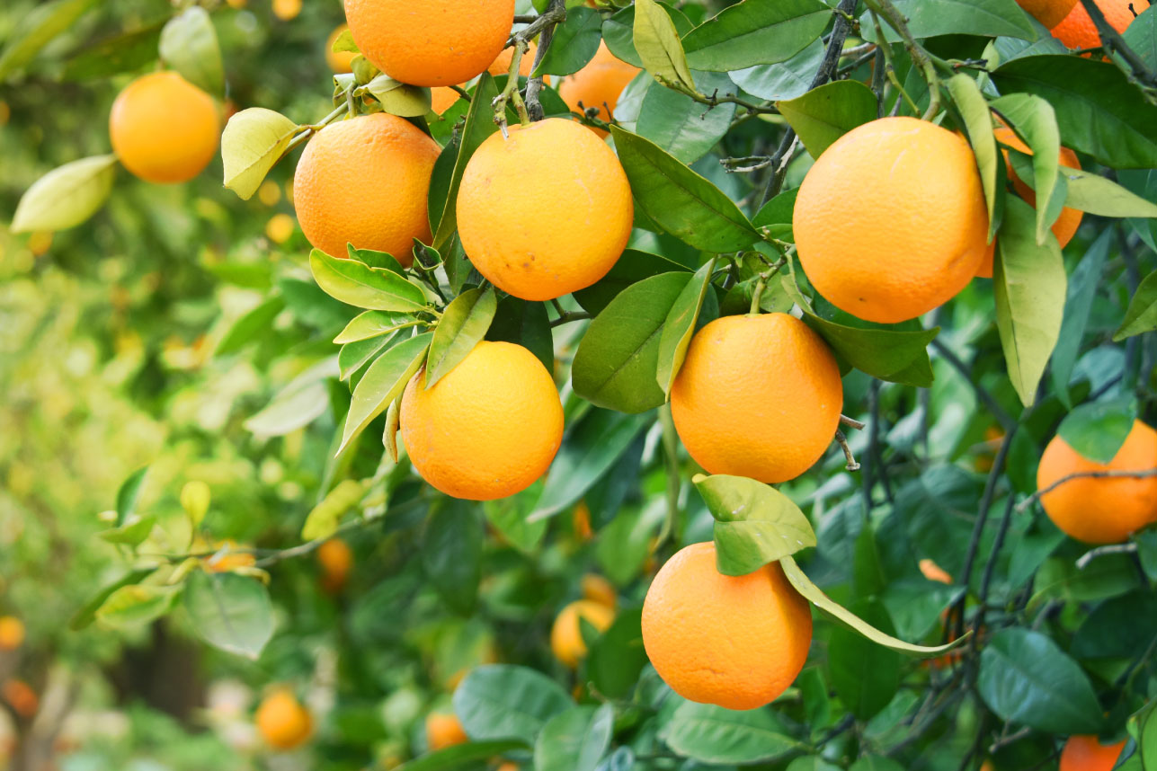 División Alimentos - Grupo K